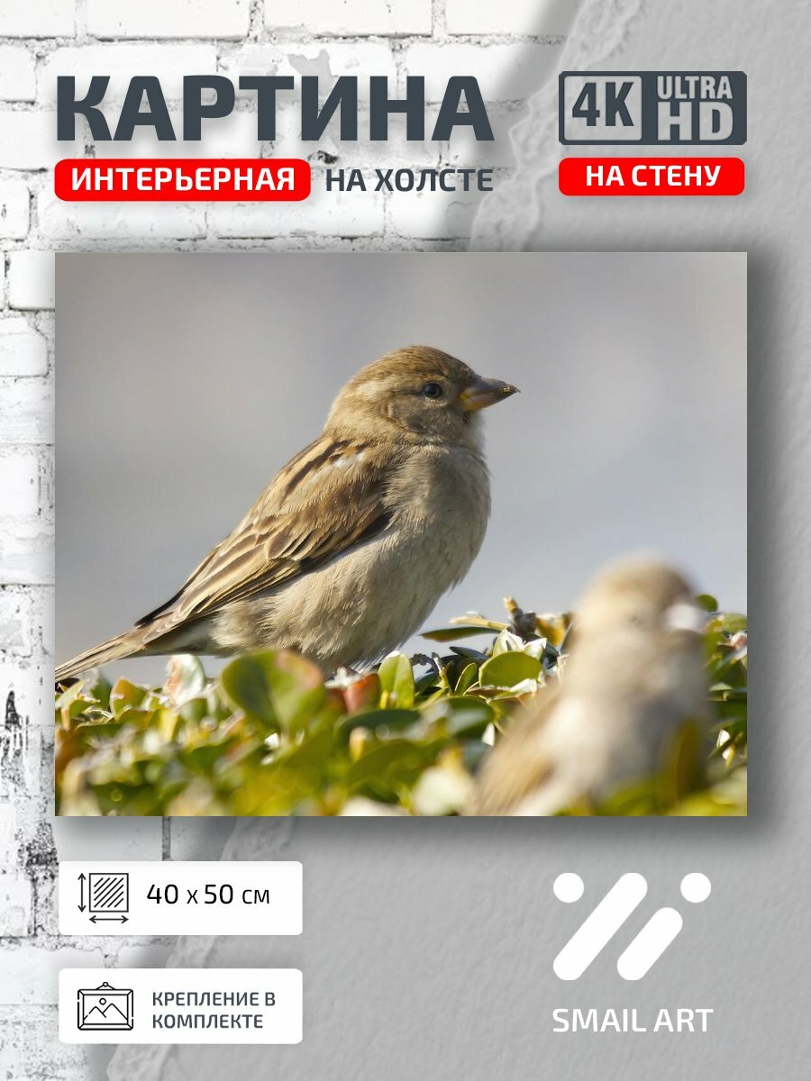 Картина на холсте интерьерная 40 на 50 на стену Птичка Mood для студии атмосфера интерьер
