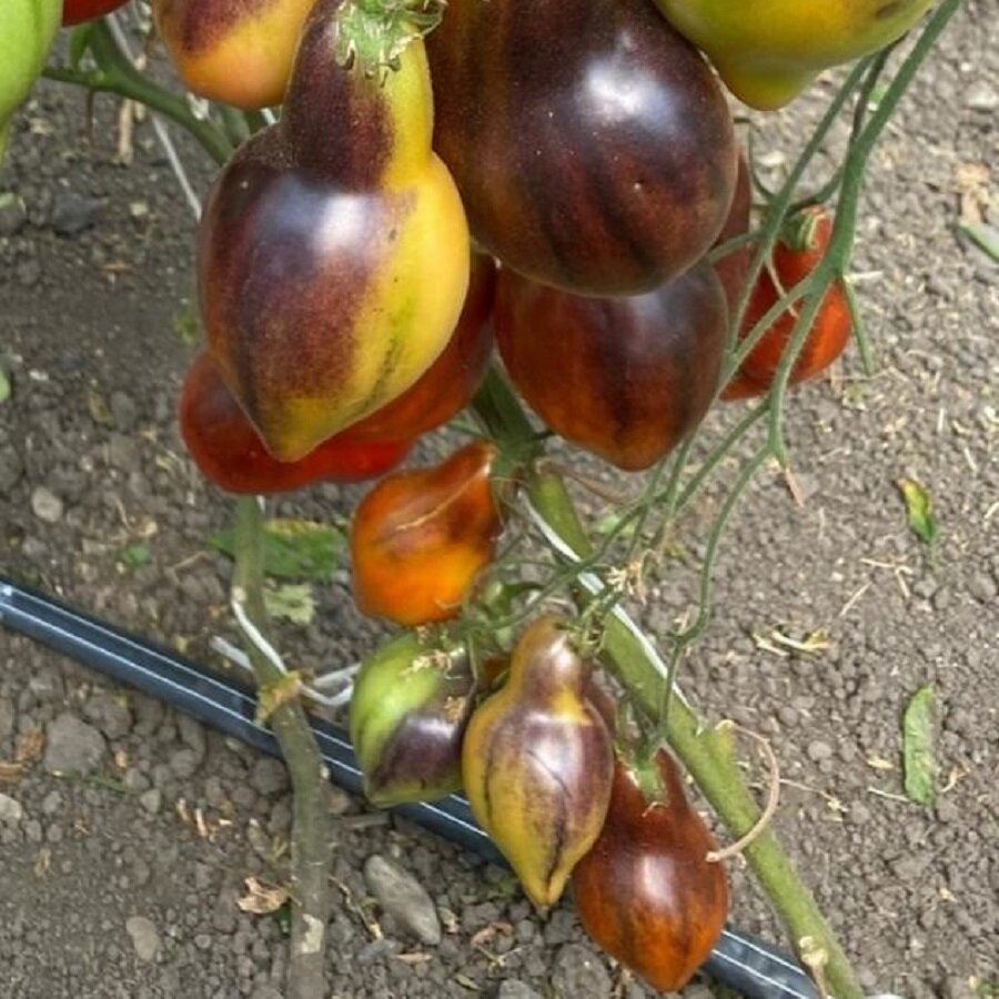 Семена Орешка Томат Бронзовые пальчики Сержанта Пеппера 10 ШТ