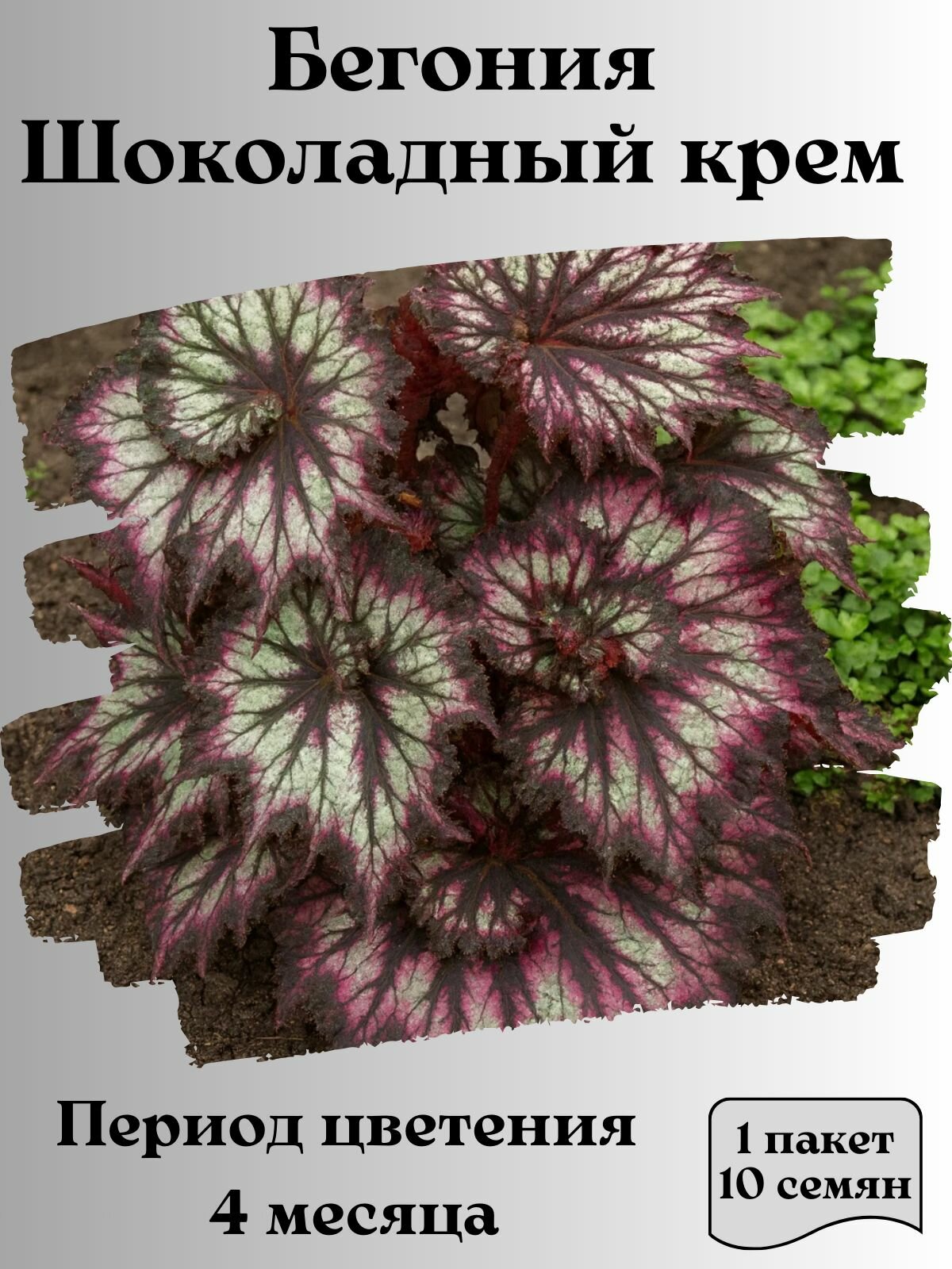 Бегония Шоколадный Крем, 10 шт, 15 гр.