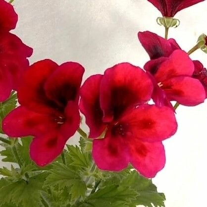 Королевская пеларгония PAC Candy Flower Dark Red