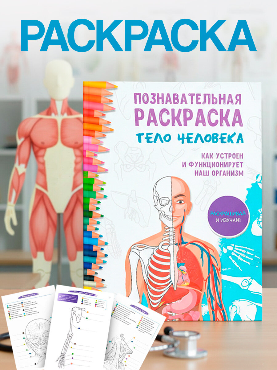 Познавательная раскраска «Тело человека: как устроен и функционирует наш организм»