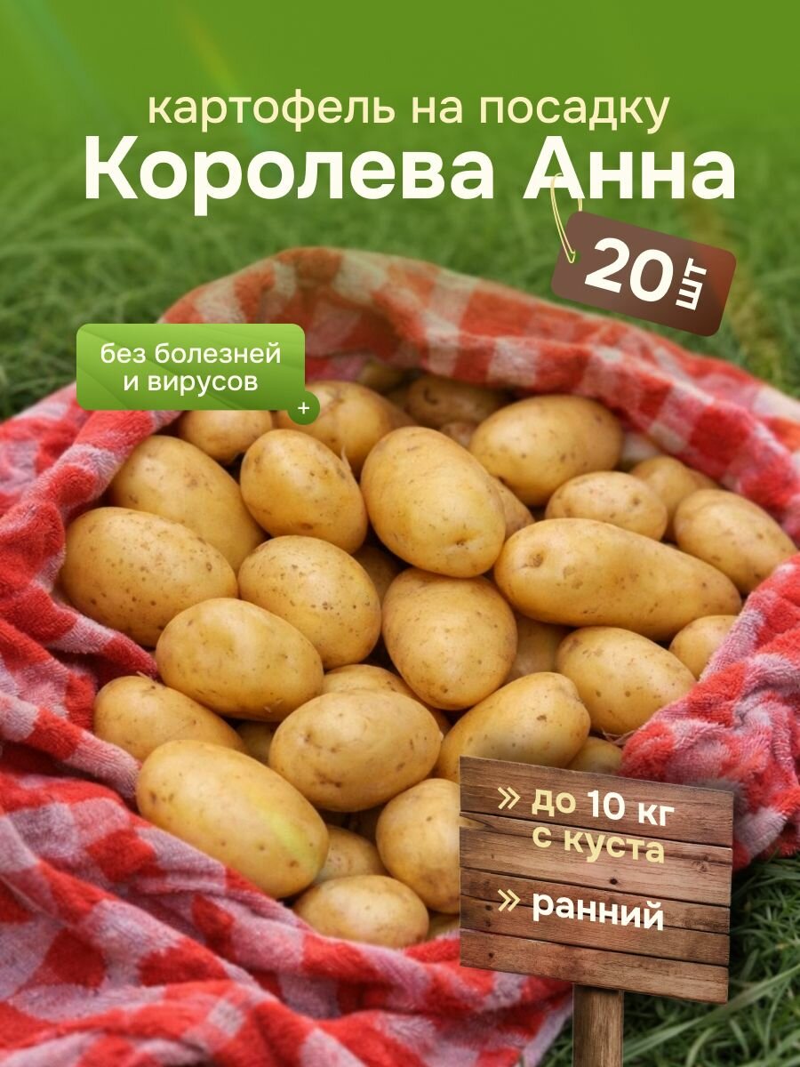 Семенной картофель на посадку Королева Анна 20 шт (ранний)
