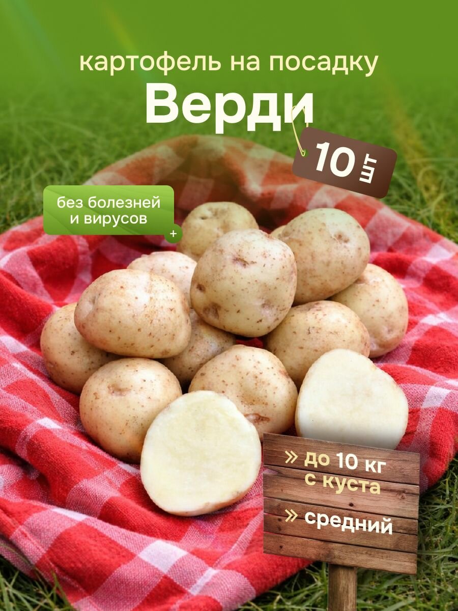 Семенной картофель на посадку Верди 10 шт (средний)