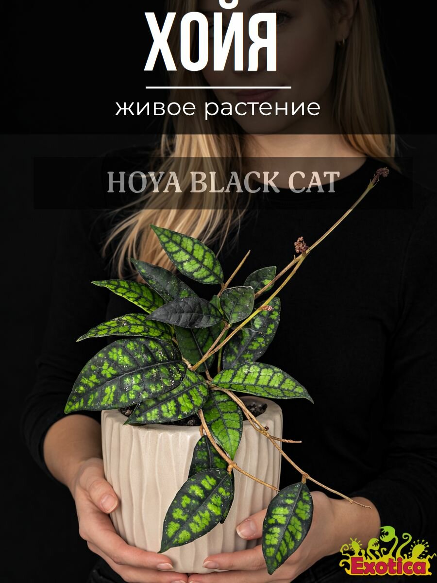 Хойя Блэк Кэт (Hoya Callistophylla Black Cat) D10см, живое растение
