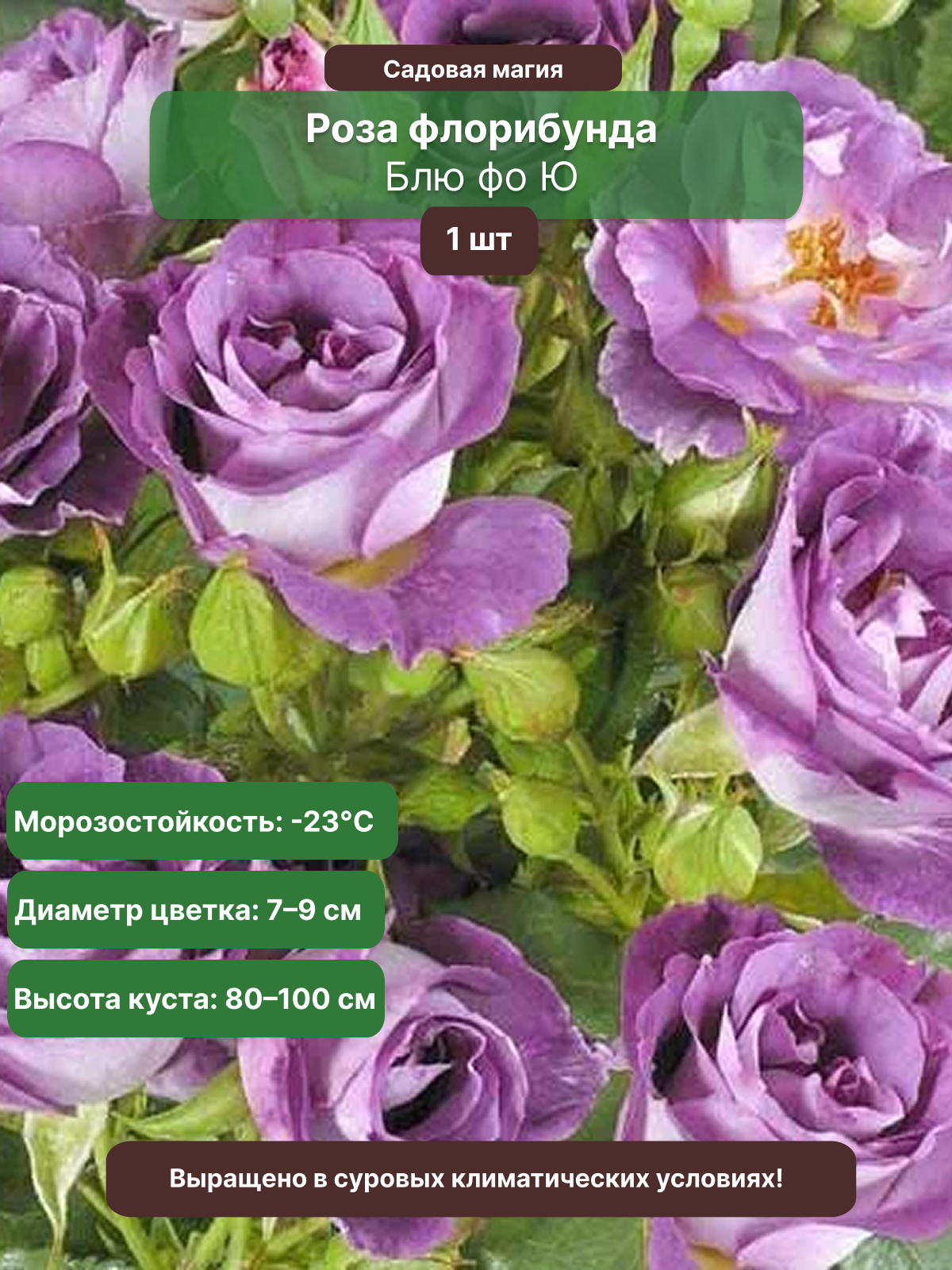 Роза флорибунда "Блю фо Ю", ЗКС, 1 саженец, 30-50см, многолетник