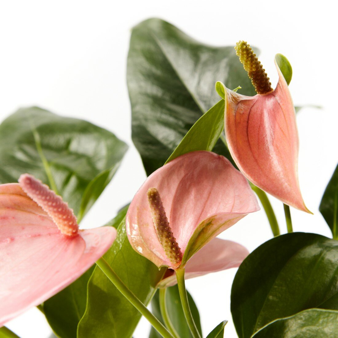 Антуриум Карма Пинк d12