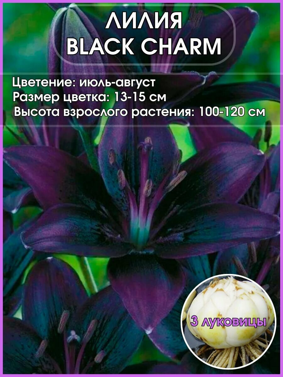 Лилия азиатсая Блэк чарм, луковицы 3 штуки