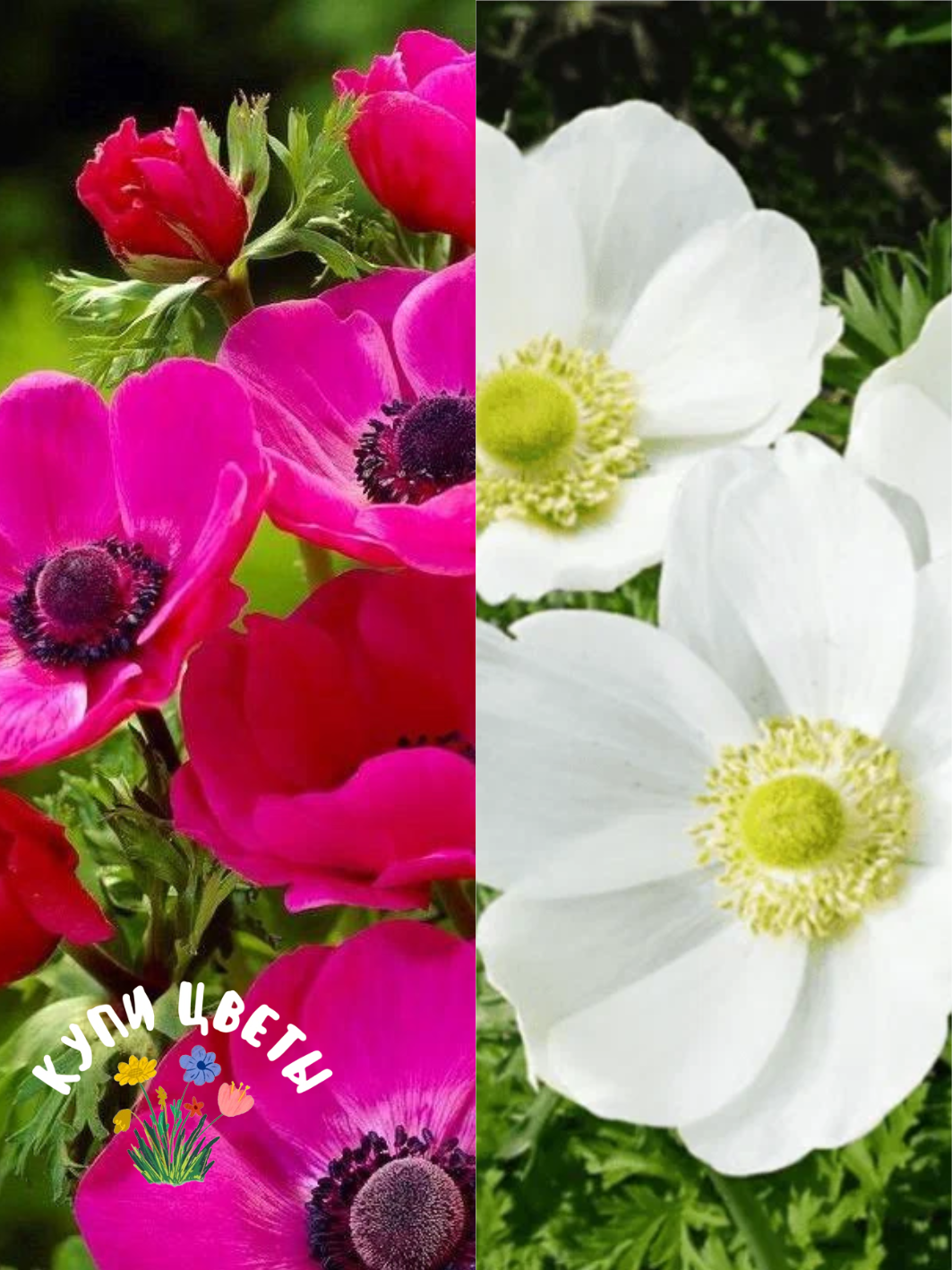 TWIN Анемона Sylphide 10шт/ Анемона THE Bride 10шт(20 луковиц)