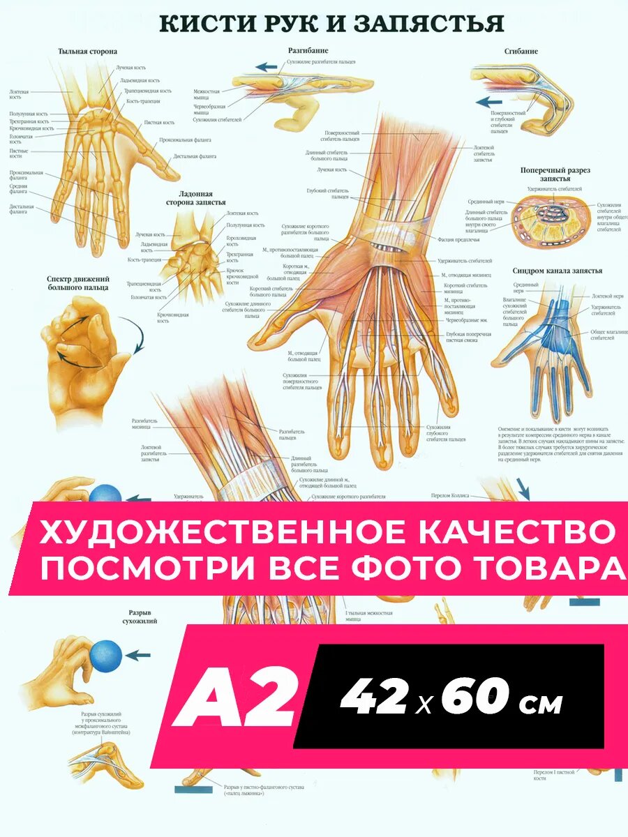 Постер Анатомия человека Кисти рук и запастья на стену A2, матовая фотобумага премиум качества
