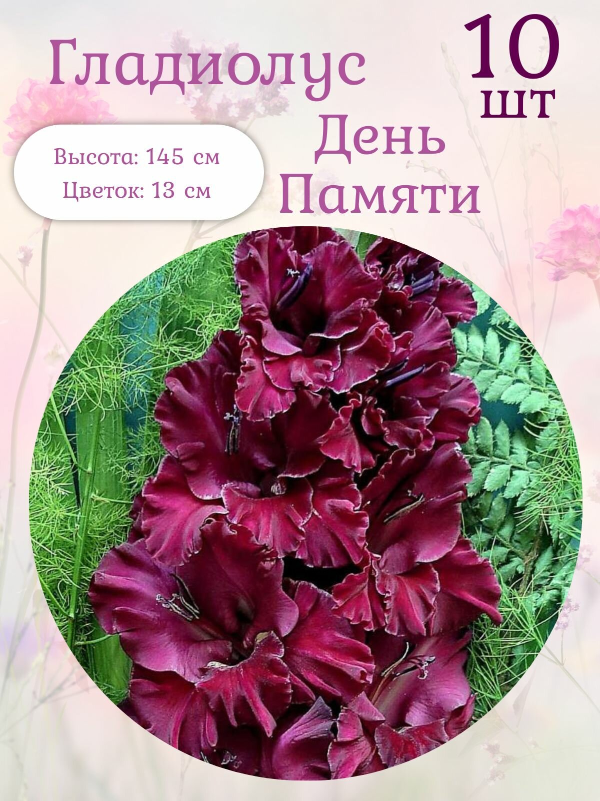 Гладиолус крупноцветковый, многолетние цветы, луковицы 10 шт.