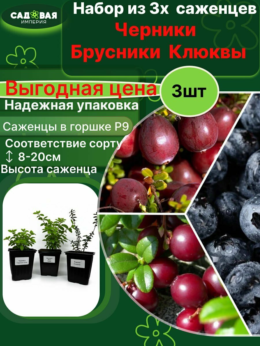 Набор из 3 саженцев, черника клюква брусника