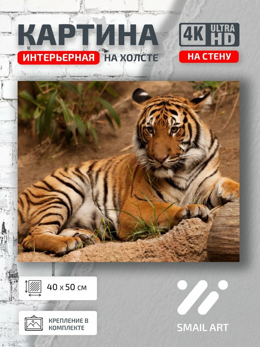 Картина на холсте интерьерная 40 на 50 на стену Лежит Animal для детской animal style декор
