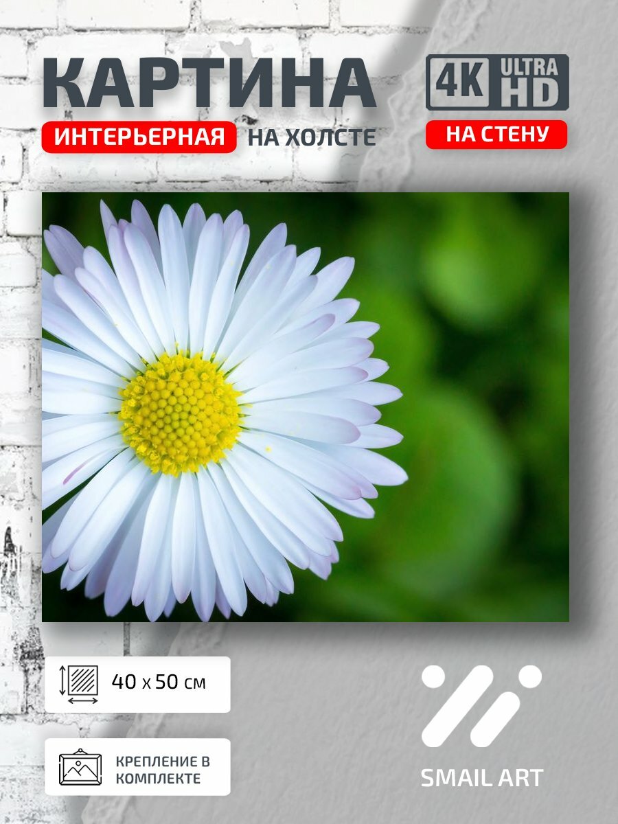 Картина на холсте интерьерная 40 на 50 на стену Ромашка Macro для гостиной макро интерьер