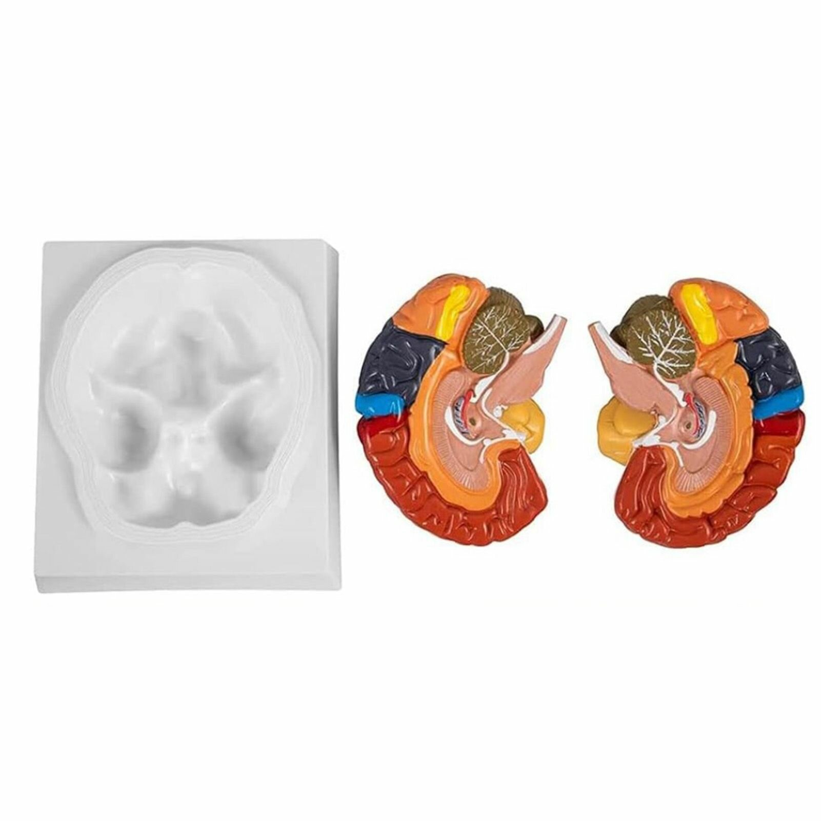 2 шт. 2X модель человеческого мозга цветная в разобранном виде образовательная анатомическая модель человеческого мозга