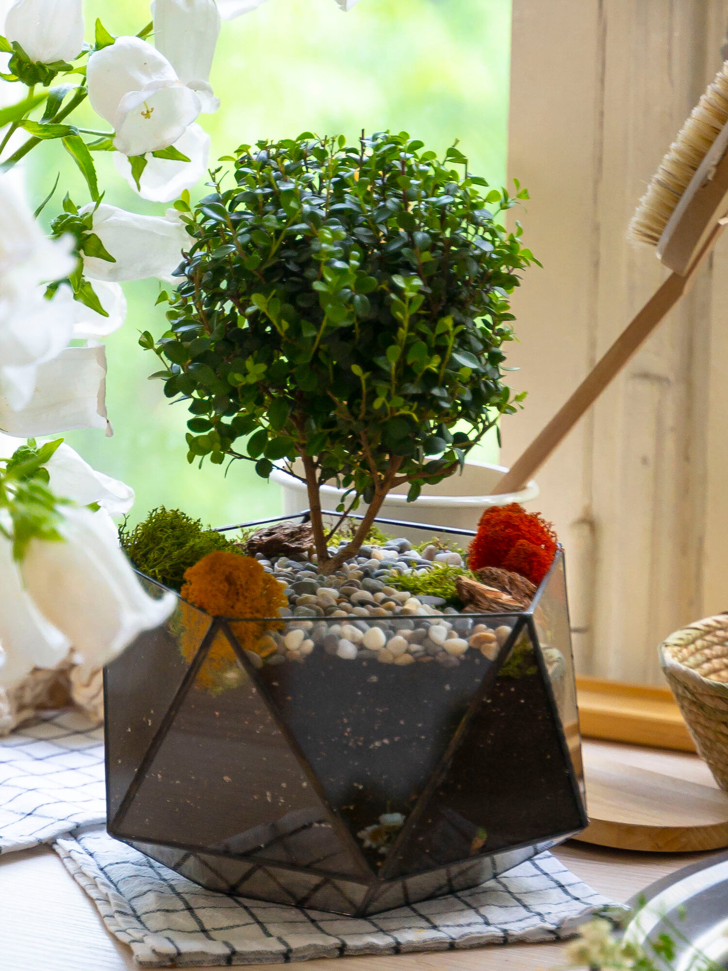 Geo Glass: Мирсина африканская , дерево мирт , стеклянное кашпо 25-30 см