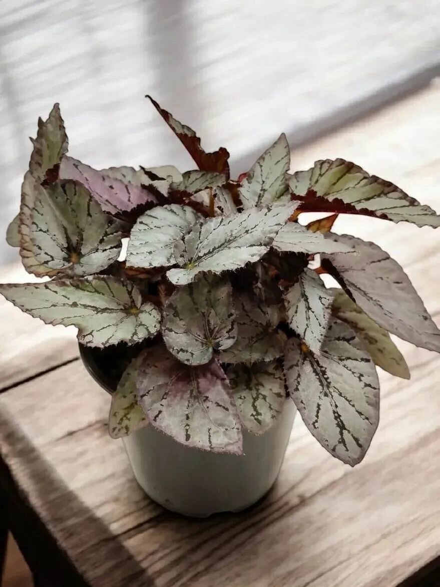 Бегония королевская Arctic Breeze (Begonia Rex) Живое комнатное растение с серебристыми листьями, d-12см