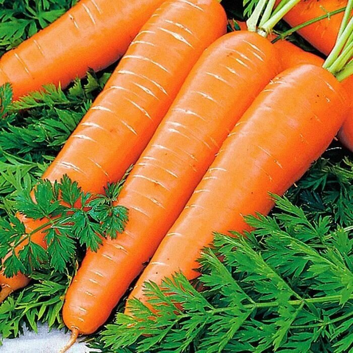 Коллекционные семена моркови Резистафлай F1