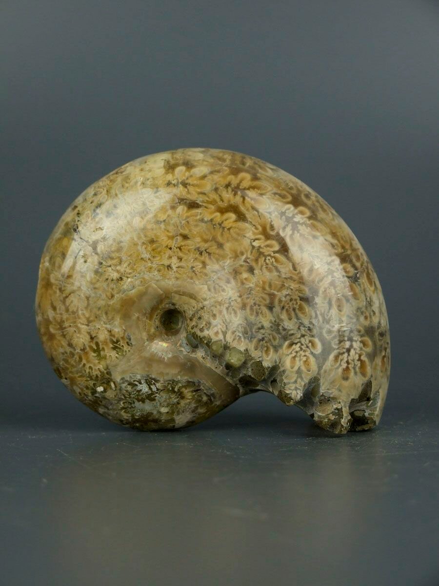 Аммонит Phylloceras - Символ вечности и оберег - Мадагаскар - 75*60 мм