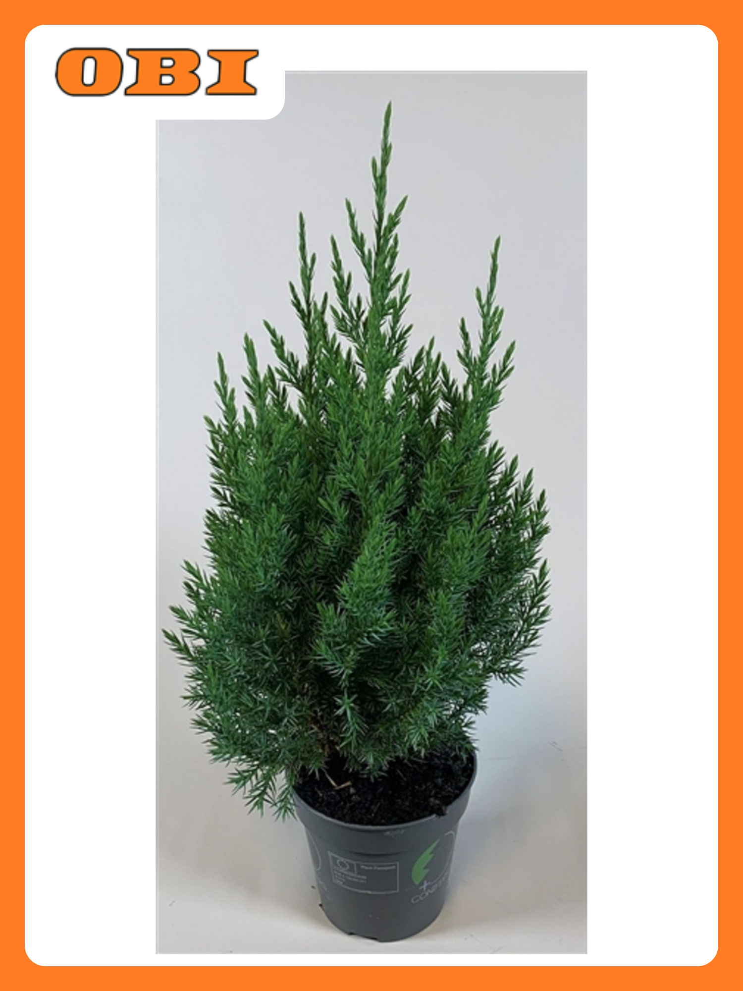 Можжевельник FLORA GROUP "Stricta", карликовый, многолетнее, хвойное, декоративное растение