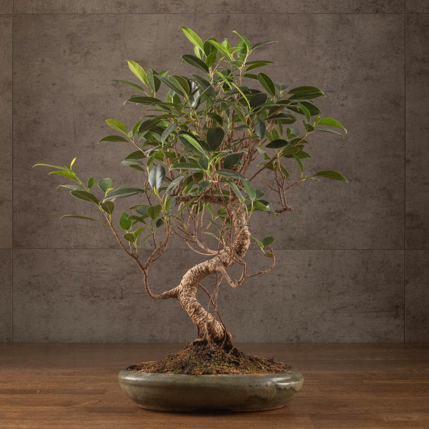 Бонсай Фикус 45 см в изумрудной плошке