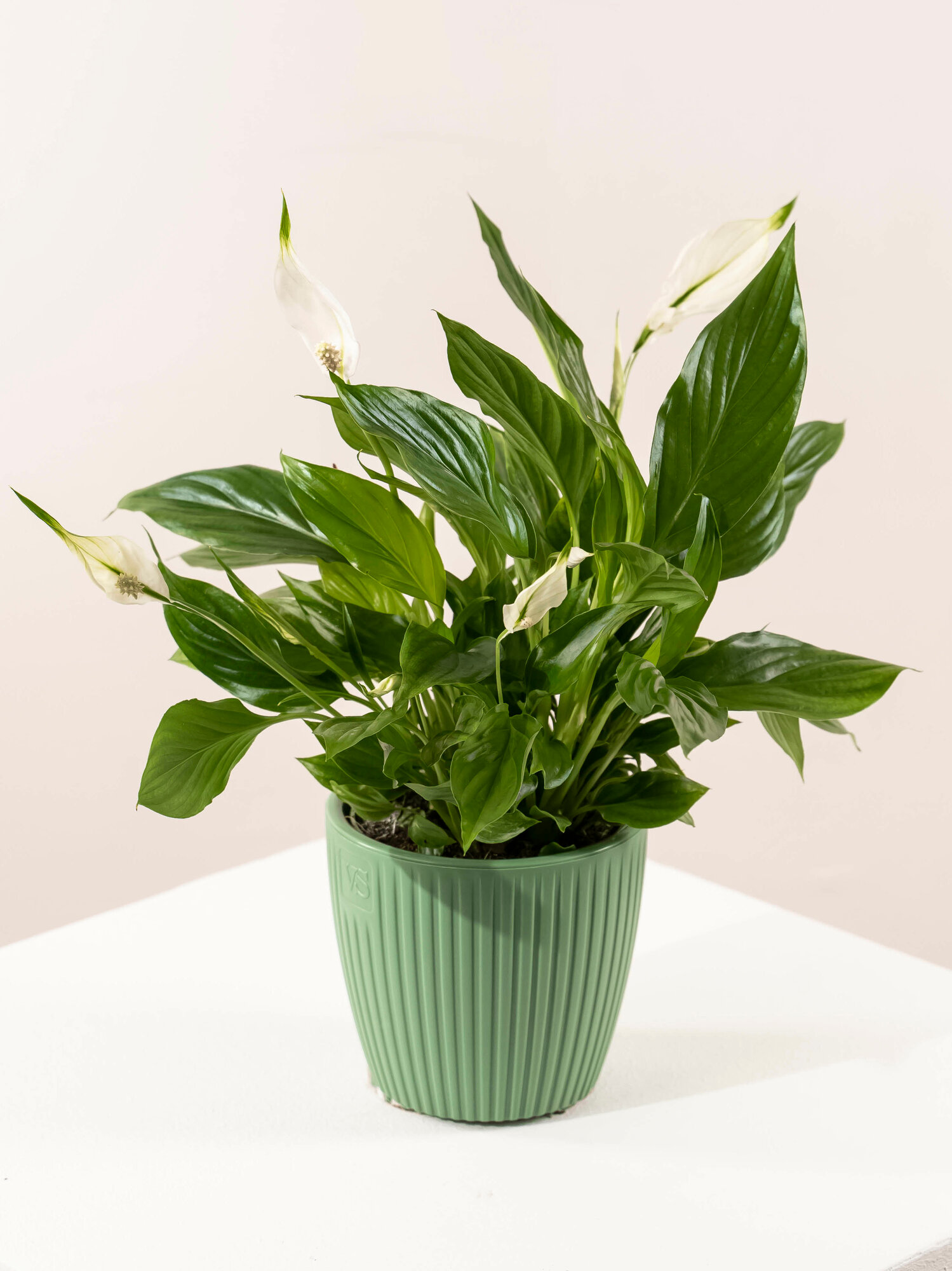 Geo Glass: Спатифиллум женское счастье в стильном кашпо , комнатное растение живое