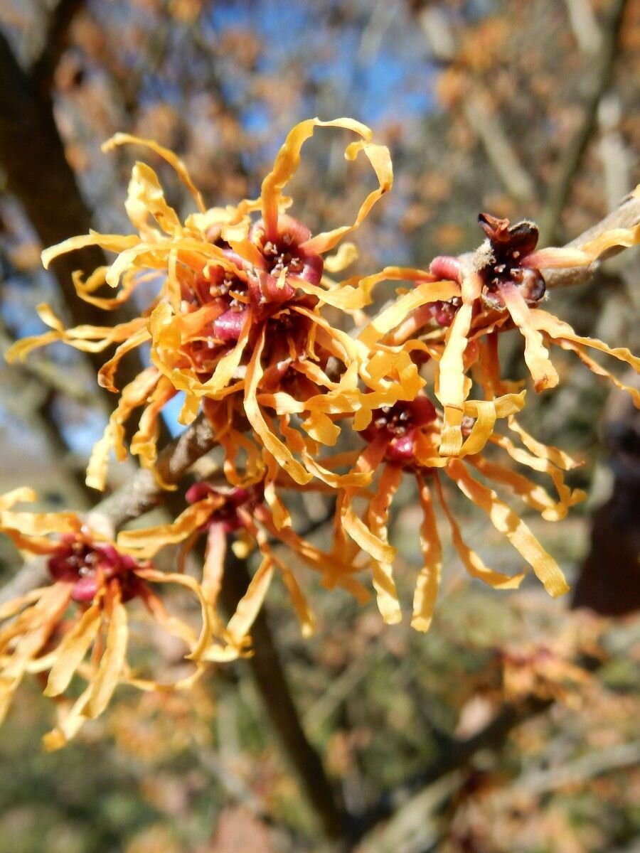 Гамамелис весенний (Hamamelis vernalis), 5 штук