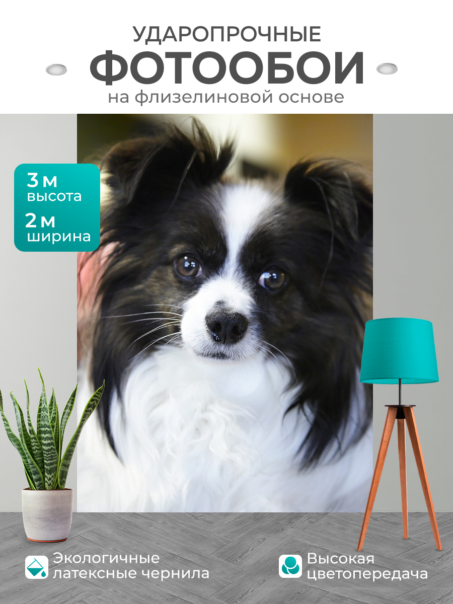 Фотообои моющиеся ударопрочные "Собака, папильон, домашний питомец" 200x300 см. флизелиновые на стену