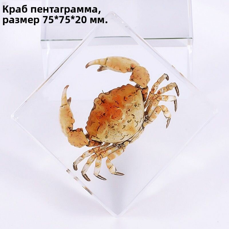 Пятиугольный краб, 73x41x20 мм