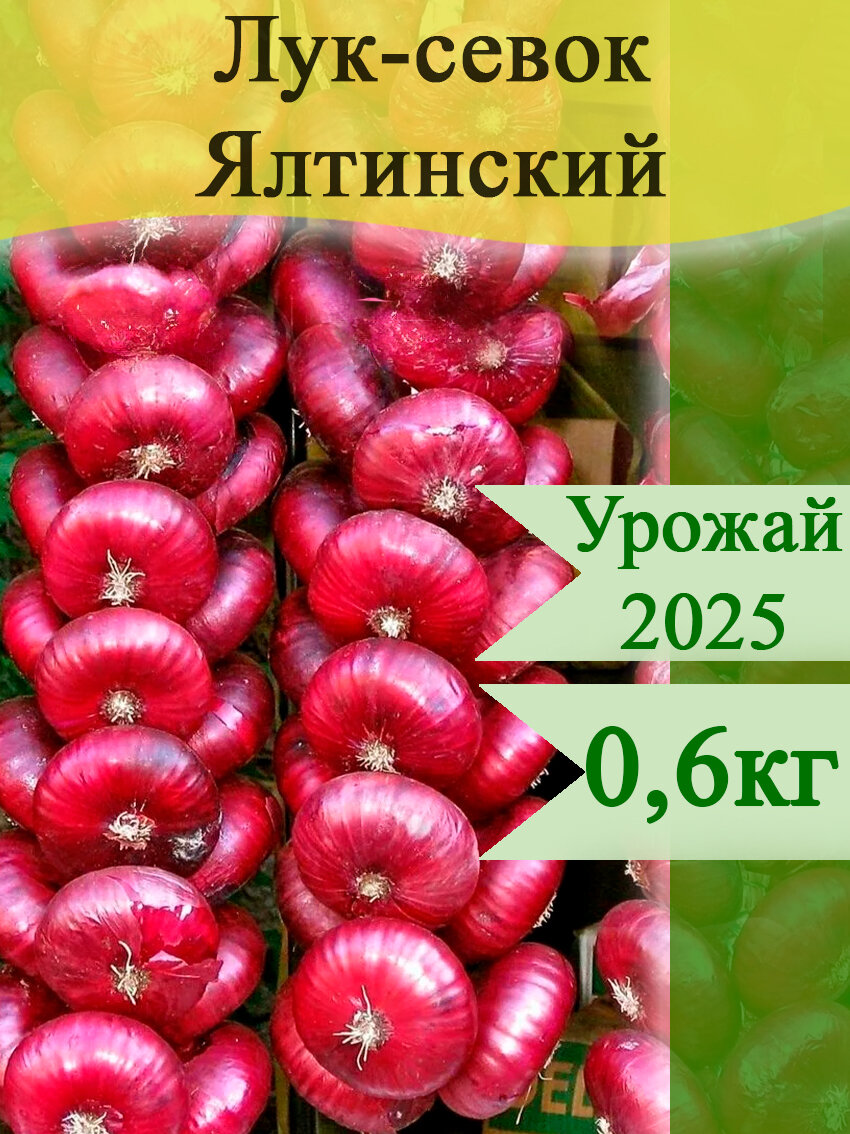 Лук севок Ялтинский красный 0,6 кг