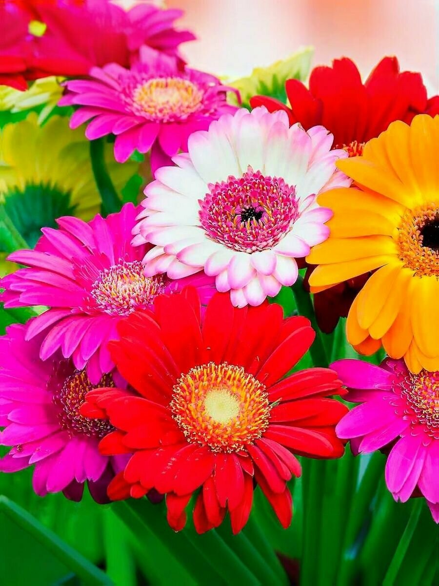 Гербера Разноцветный Микс, Семена, 10 шт