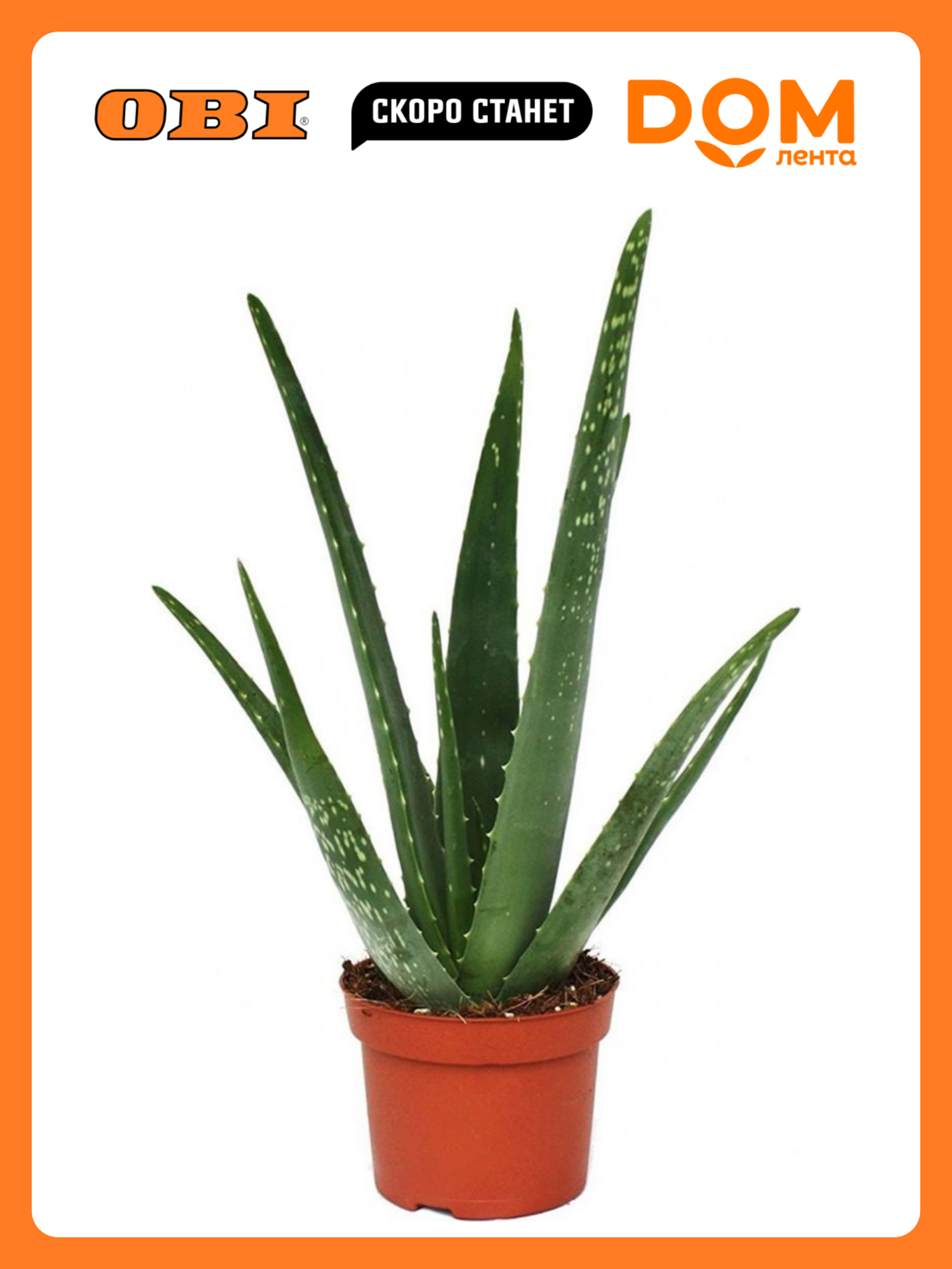 Растение Алоэ Вера микс 25 см