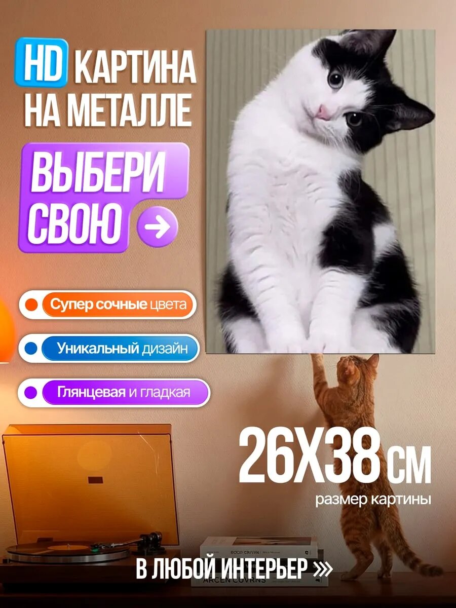 Картина на HD металле Черно-белый кот