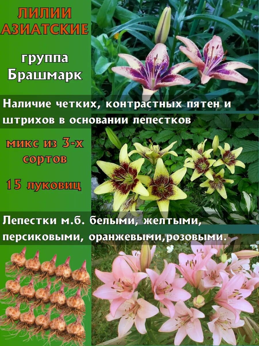 Лилии азиатские, группа Брашмарк, 3 сорта по 5 шт.