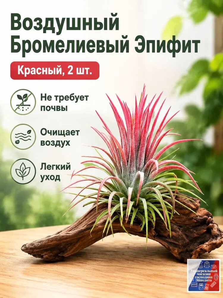 Комплект декоративных тилландсий из 2 предметов: красные для очистки воздуха, настольное украшение