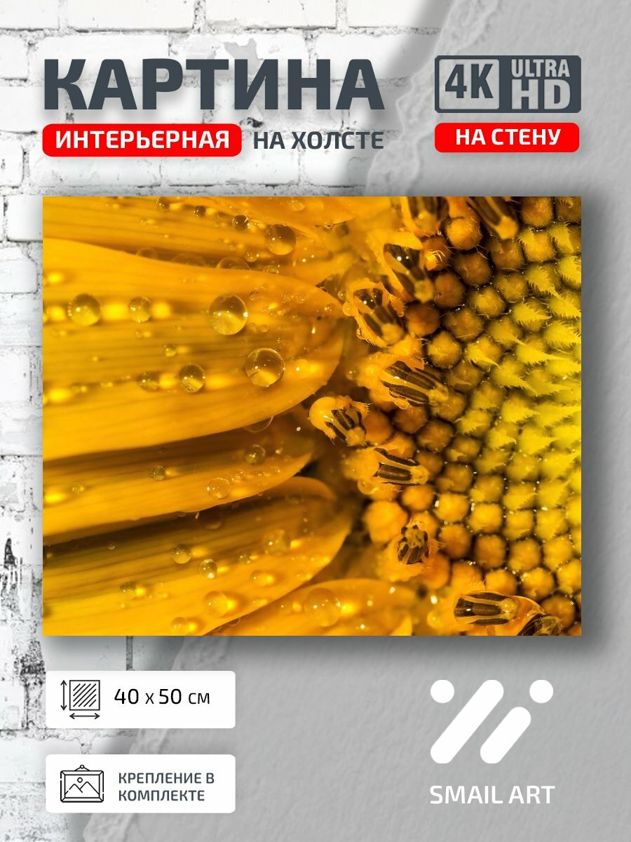 Картина на холсте интерьерная 40 на 50 на стену Подсолнух Macro для кабинета макро интерьер