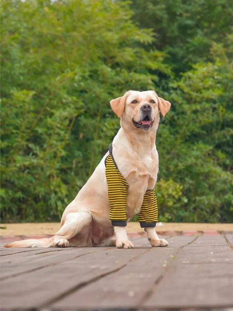 Бандаж для собак на переднюю лапу, Наколенники для собаки, L-3XL