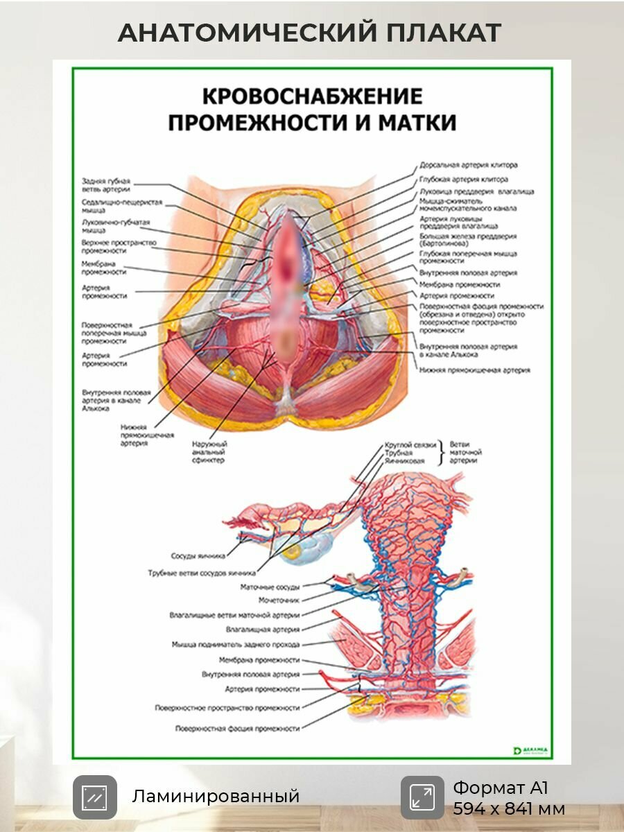 Обучающий медицинский плакат ламинированный формат А1 Кровоснабжение промежности и матки