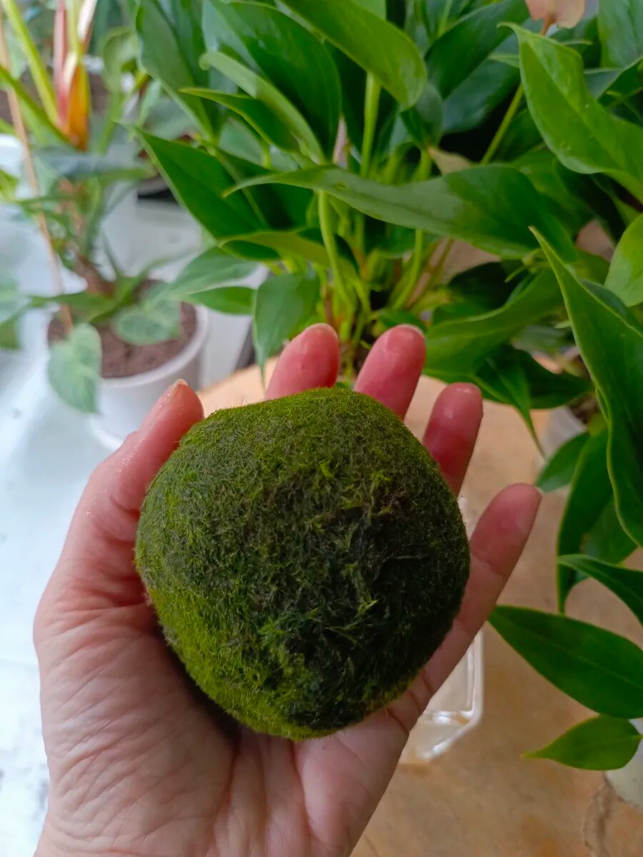 Кладофора - маримо живой для аквариума 1 шт диаметр 7-10 см