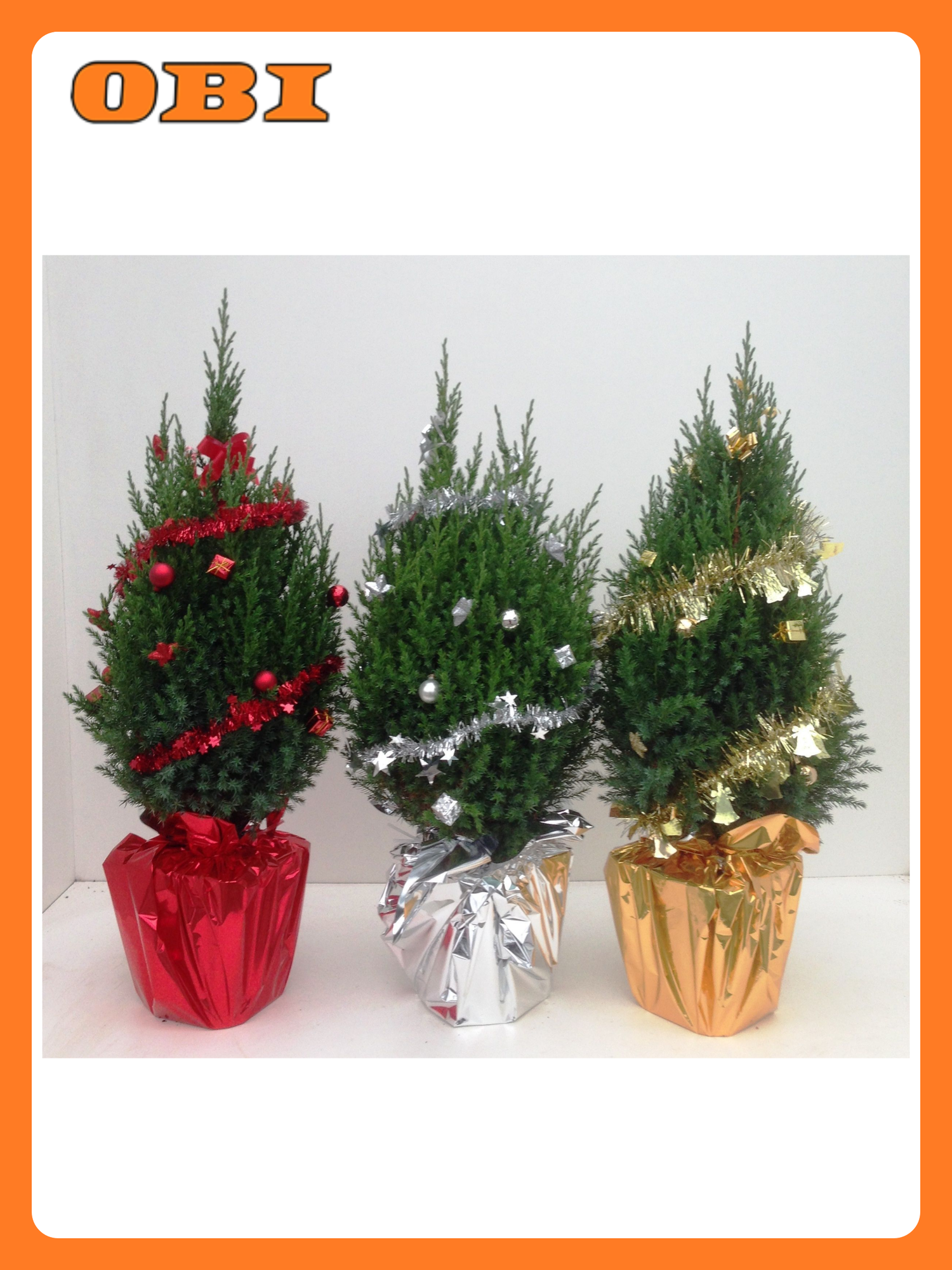 Можжевельник FLORA GROUP "Stricta", карликовый, многолетнее, хвойное, 180 см