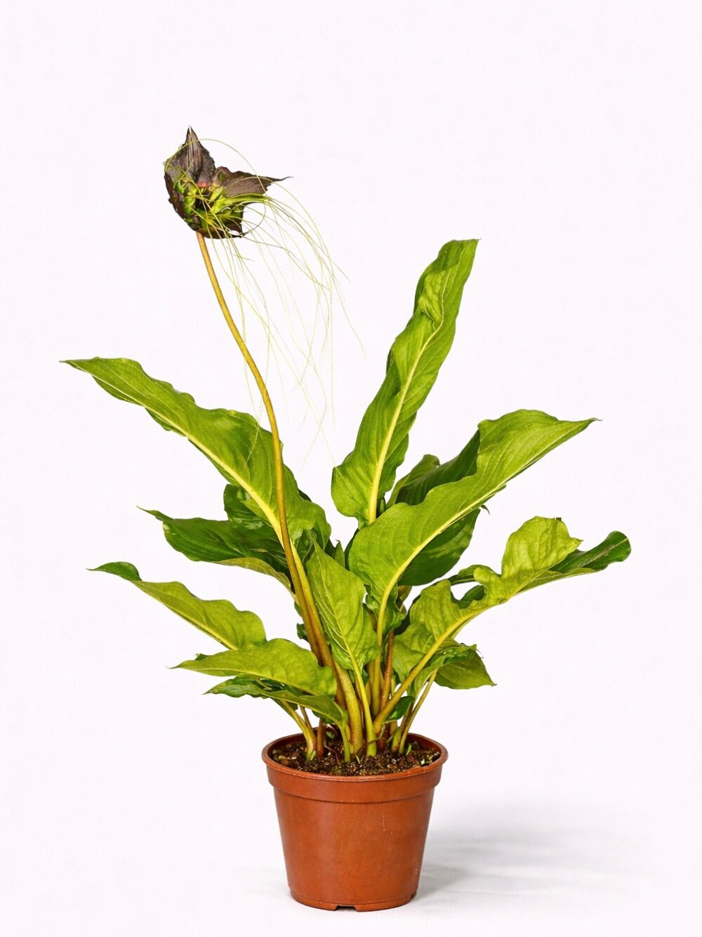 Такка Шантрье (Tacca chantrieri) — экзотическое комнатное растение с уникальным «цветком-летучей мышью»