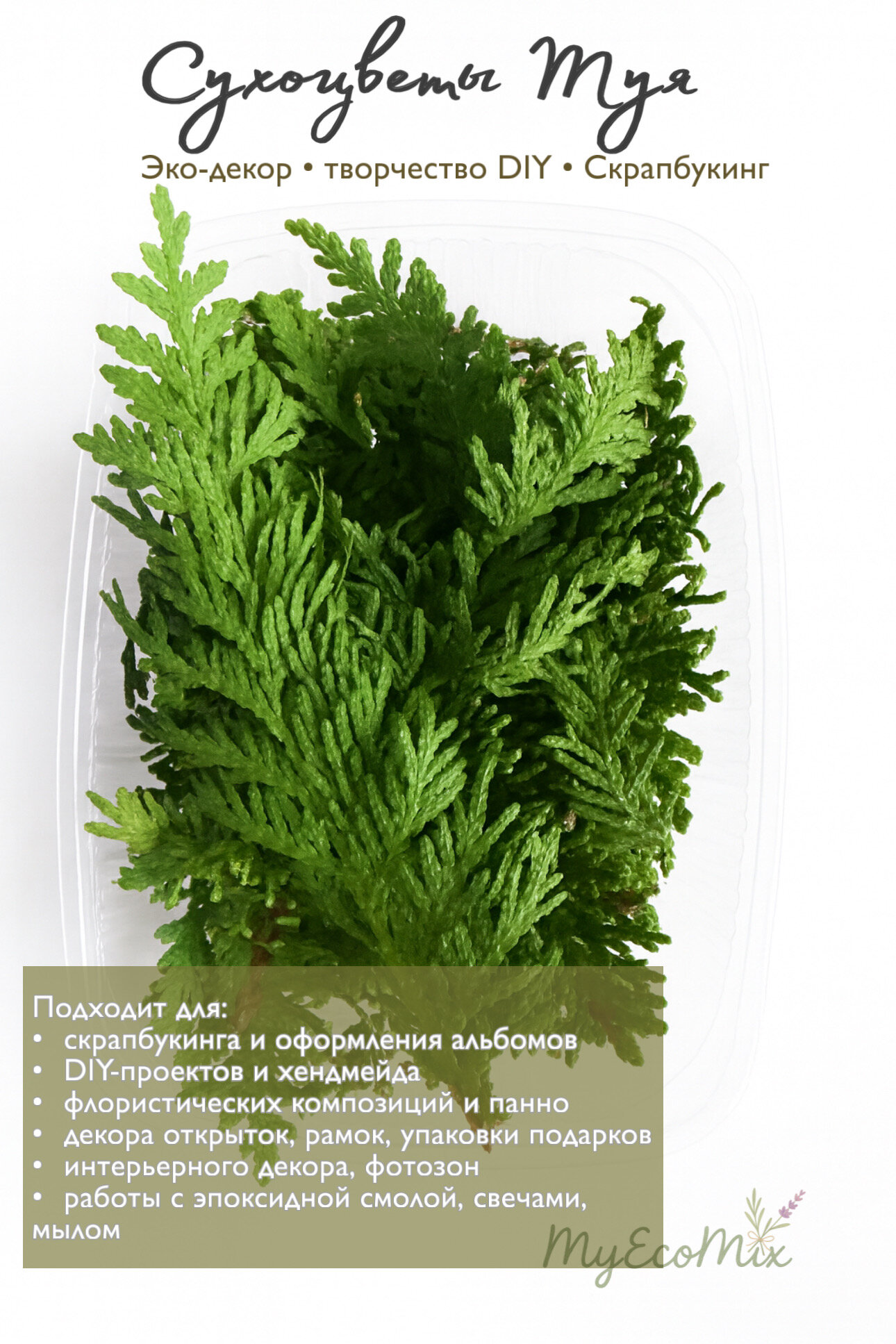 Туя сухоцвет натуральная для декора, флористики и творчества DIY