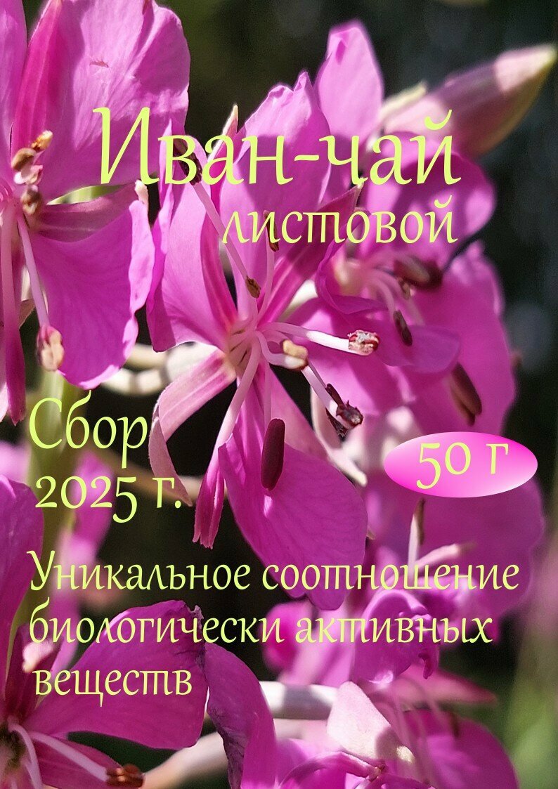 Иван-Чай листовой. Сбор 2025 г.