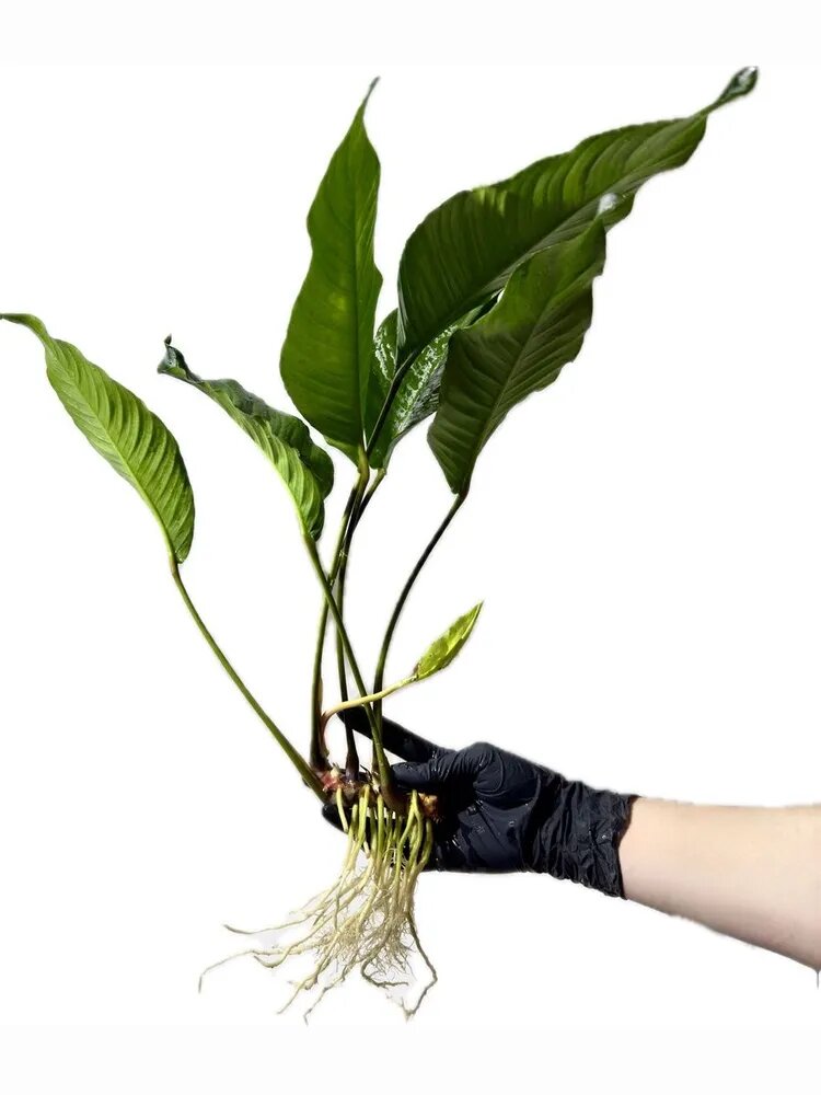 Живое растение для аквариума и террариума Анубиас Бартера 35-40см 1 куст