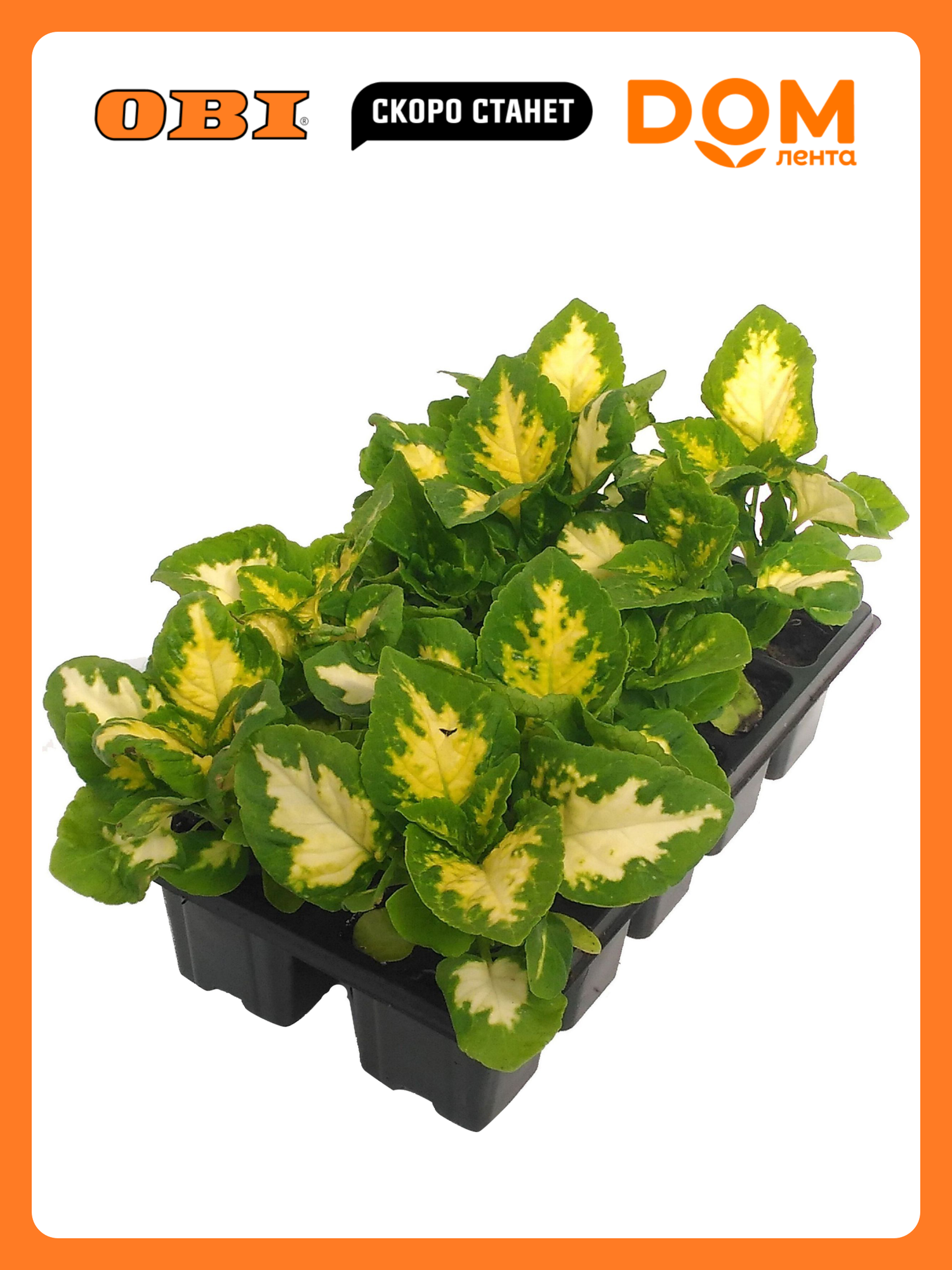 Рассада Колеуса Блюма, 10шт, в контейнере, однолетние, цвет зеленый