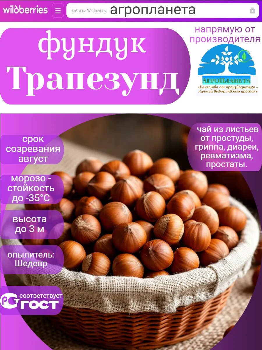 Фундук Трапезунд