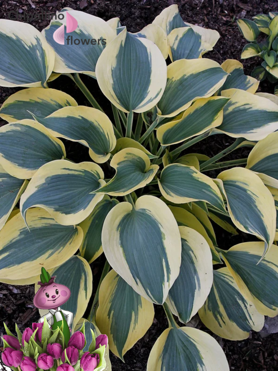 Клубни цветов, chipollino flowers, Хоста AUTUMN FROST ( 1 штука )