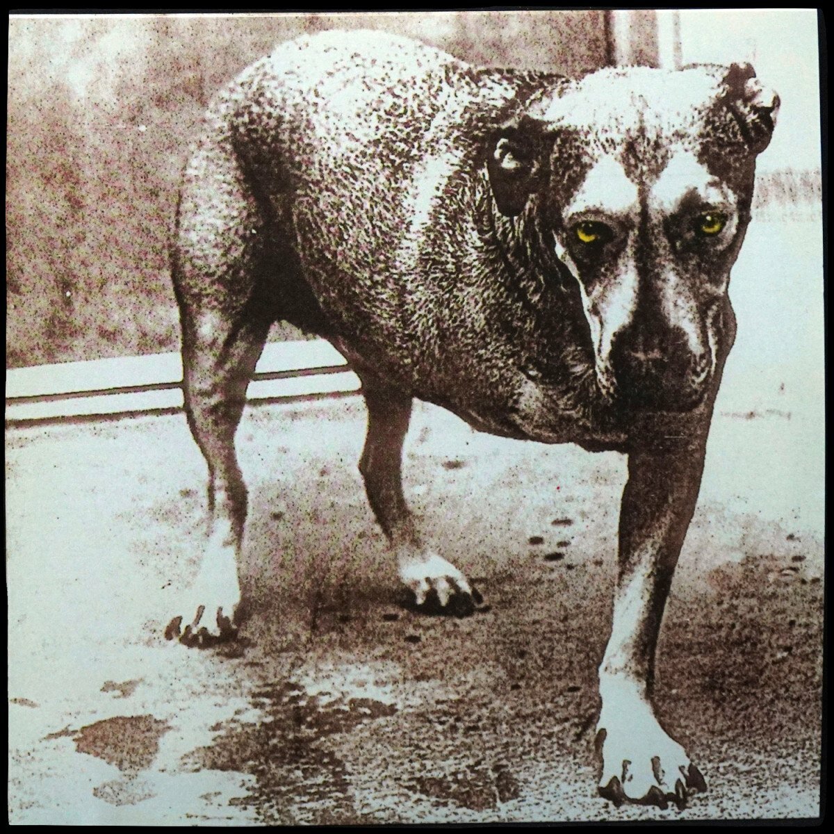 Виниловая пластинка Columbia Alice In Chains – Alice In Chains (2LP, цветной винил, + постер)