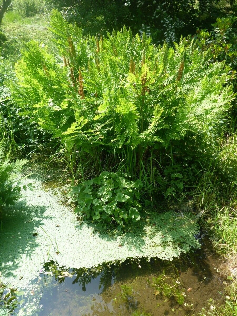 Семена Папоротник Чистоуст величавый (Osmunda regalis), 40 штук
