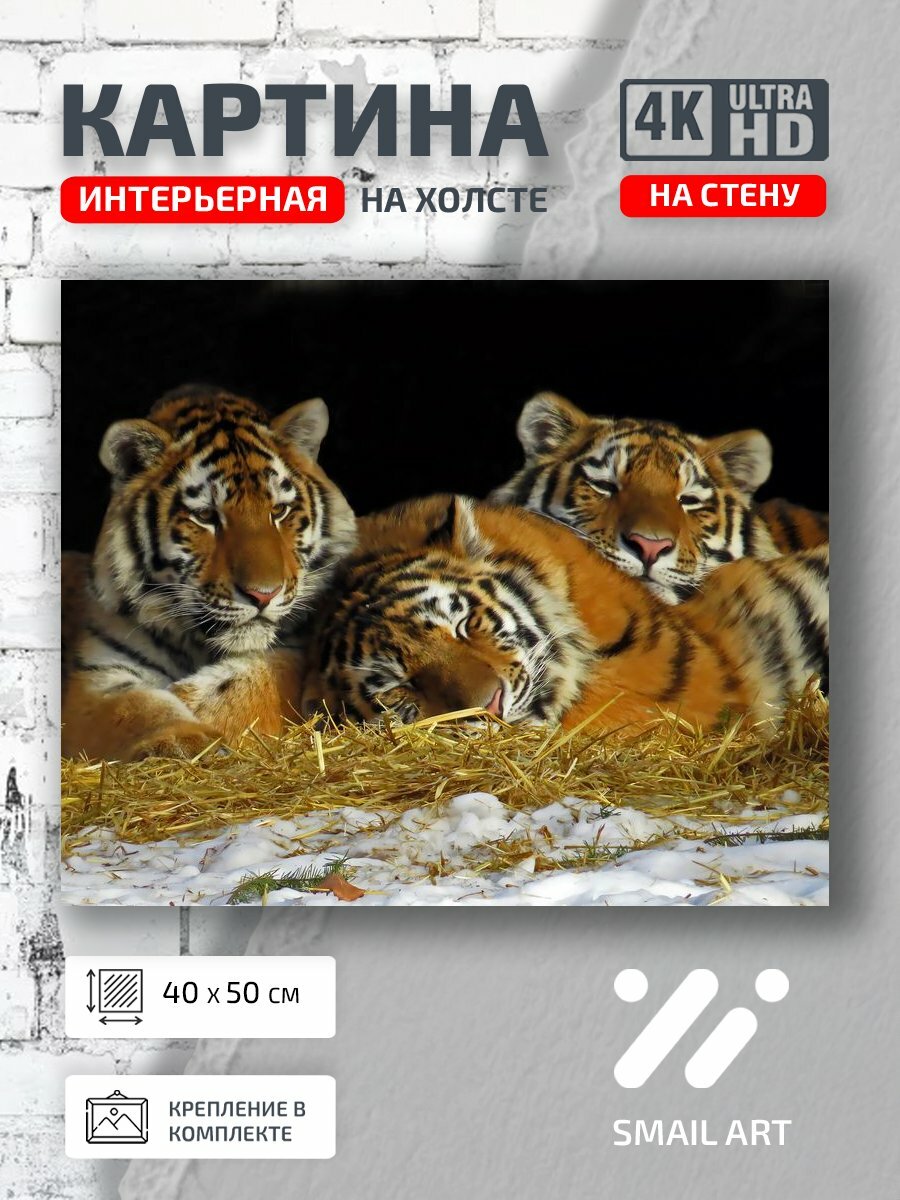 Картина на холсте интерьерная 40 на 50 на стену Тигры Animal для детской animal style декор