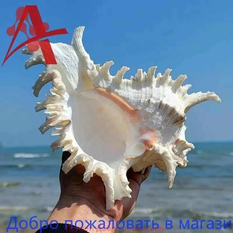Ракушка морская Мурекс ветвистый 14-16см